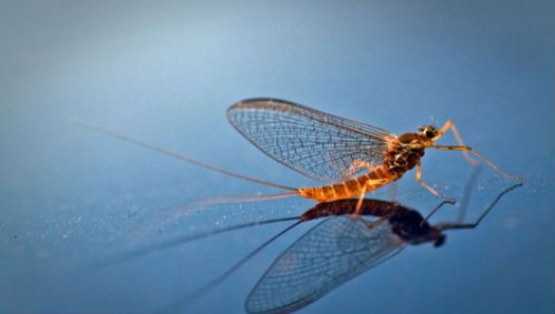 World's biggest aquatic insect found - AKIpress News Agency