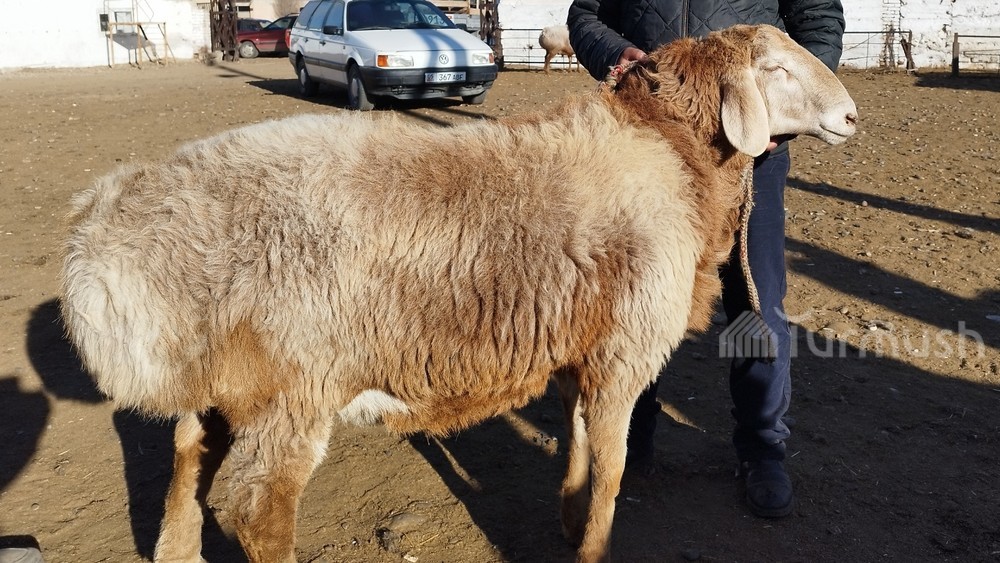 Turmush: Выставка кочкоров арашанской породы. Фото
