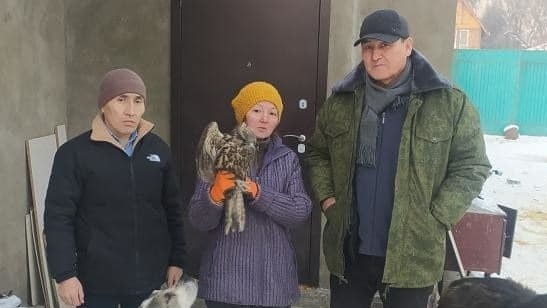 Saker falcon treated at Bugu Ene Wild Animal Rehabilitation Center - AKIpress News Agency