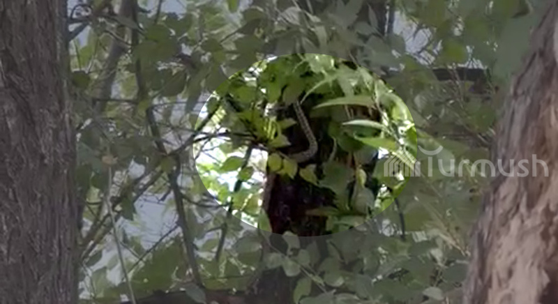 Snake spotted in residential area of Kara-Balta - AKIpress News Agency