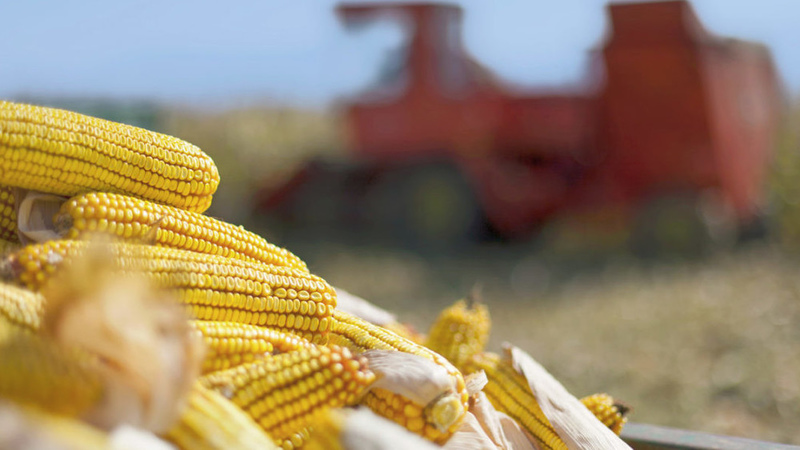 Corn production cluster created in Kyrgyzstan - AKIpress News Agency