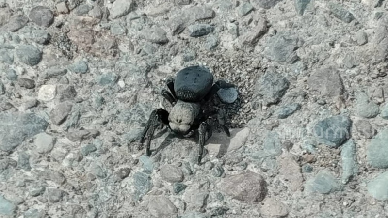 Rare ladybird spider Eresus spotted in Chui region - AKIpress News Agency