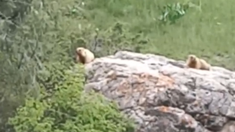 Groundhogs sunbathing in Ala Archa Gorge - AKIpress News Agency