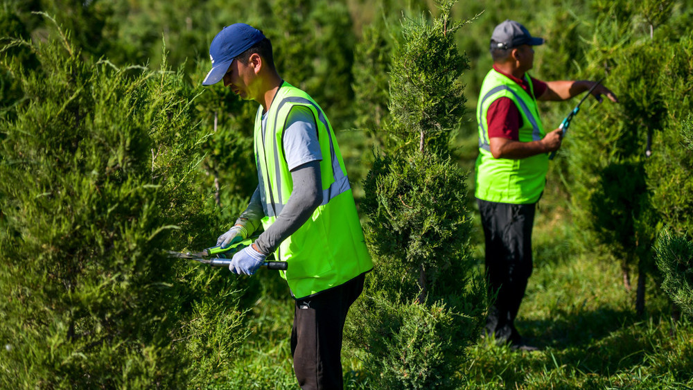 В МП «Зеленстрой» показали деревья, кустарники и цветы, которые скоро ...