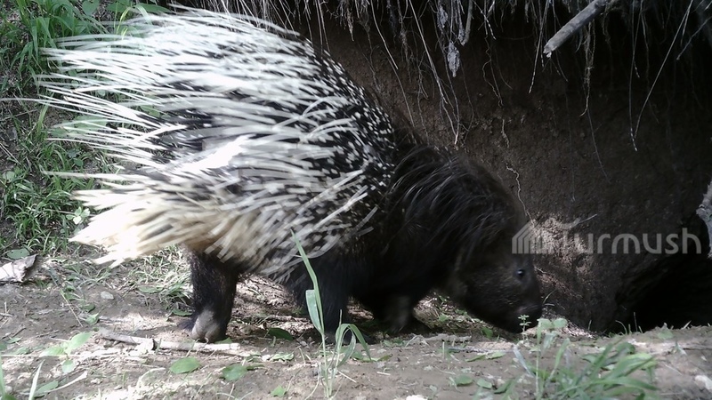 Rare animals caught on camera traps in Sary-Chelek Nature Reserve ...