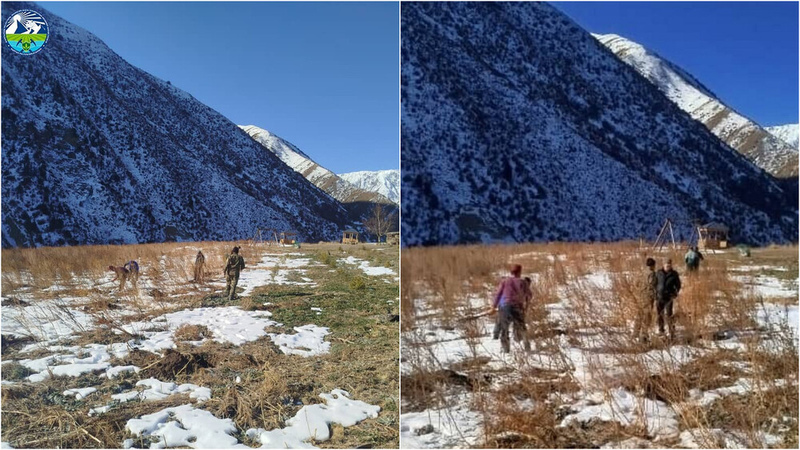 40 Tien Shan spruce saplings planted in Saimaluu-Tash nature park ...