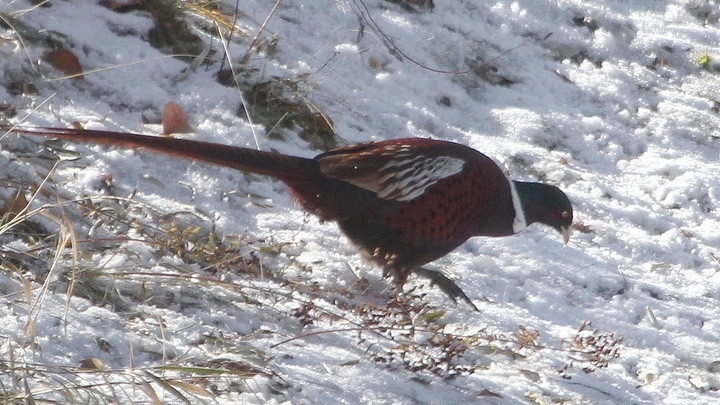 Pheasant population growing in Issyk-Kul region - AKIpress News Agency