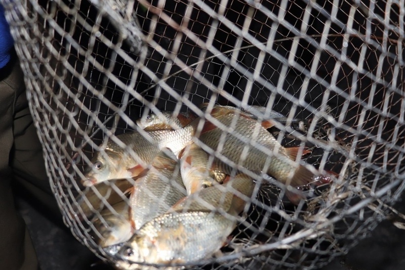 Kyrgyzstan produces 4,000 tons of fish in Q1 - AKIpress News Agency