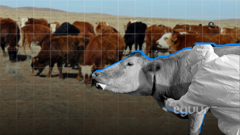 Over 600 animals culled in western Mongolia after foot-and-mouth ...