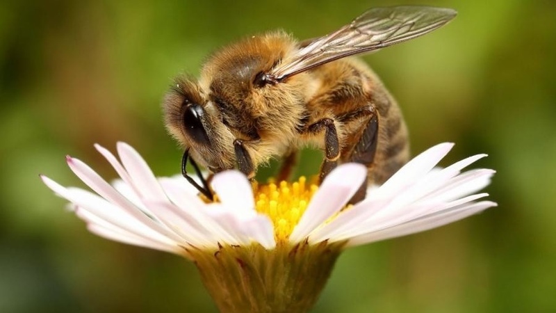 Declining bee populations threaten Kyrgyzstan's ecosystems and ...