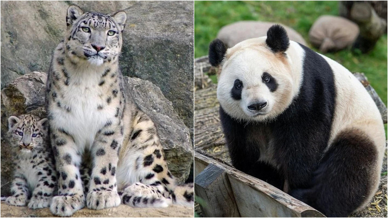 Youth from Kyrgyzstan and China launch wildlife protection awareness ...