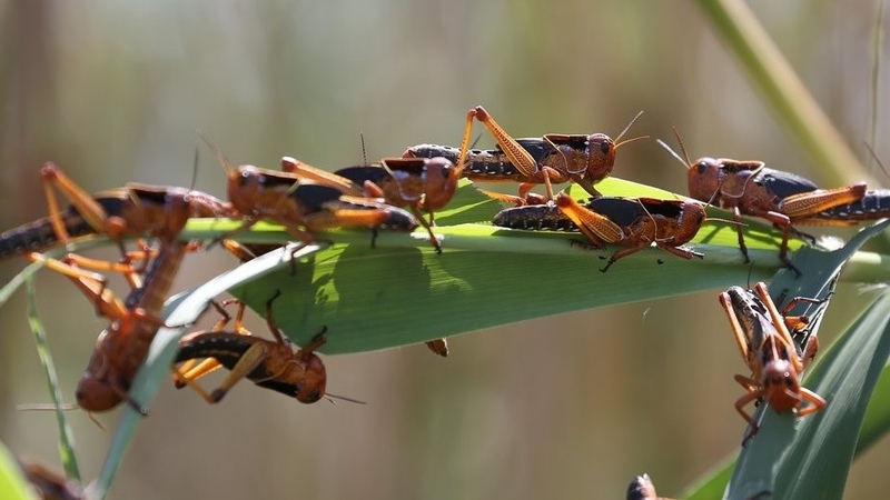 Kyrgyzstan ratifies agreement on locust control between CIS member ...